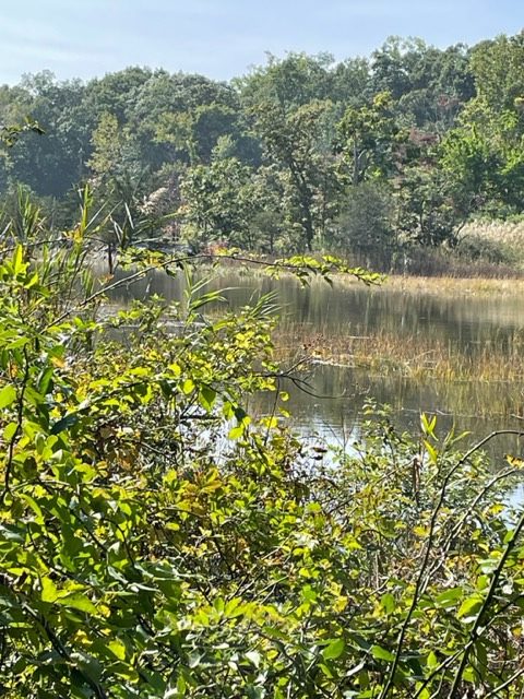 Fran Thompson's Story - HSS Back in the Game