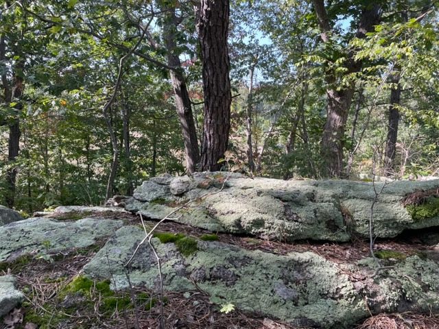 Fran Thompson's Story - HSS Back in the Game